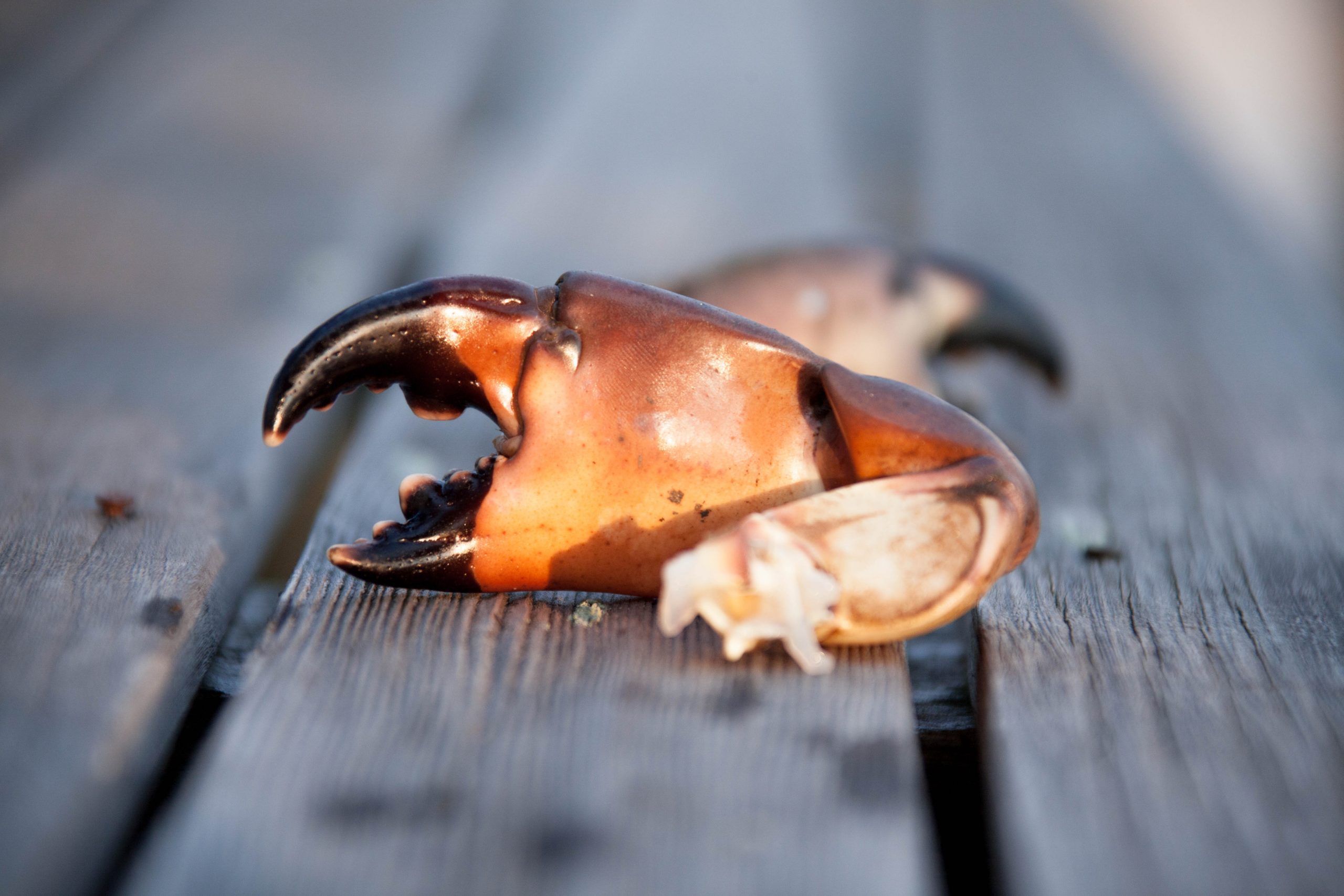 The Parable of the Stone Crabs - The American Conservative