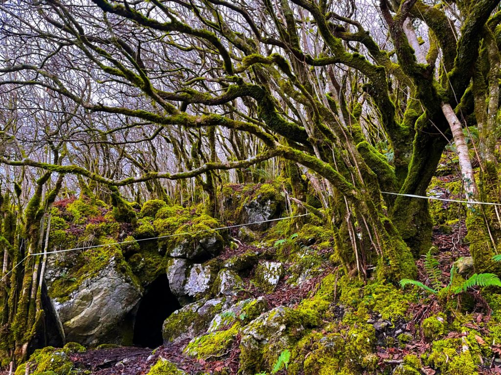 In The Cave Of The Irish Hermit - The American Conservative
