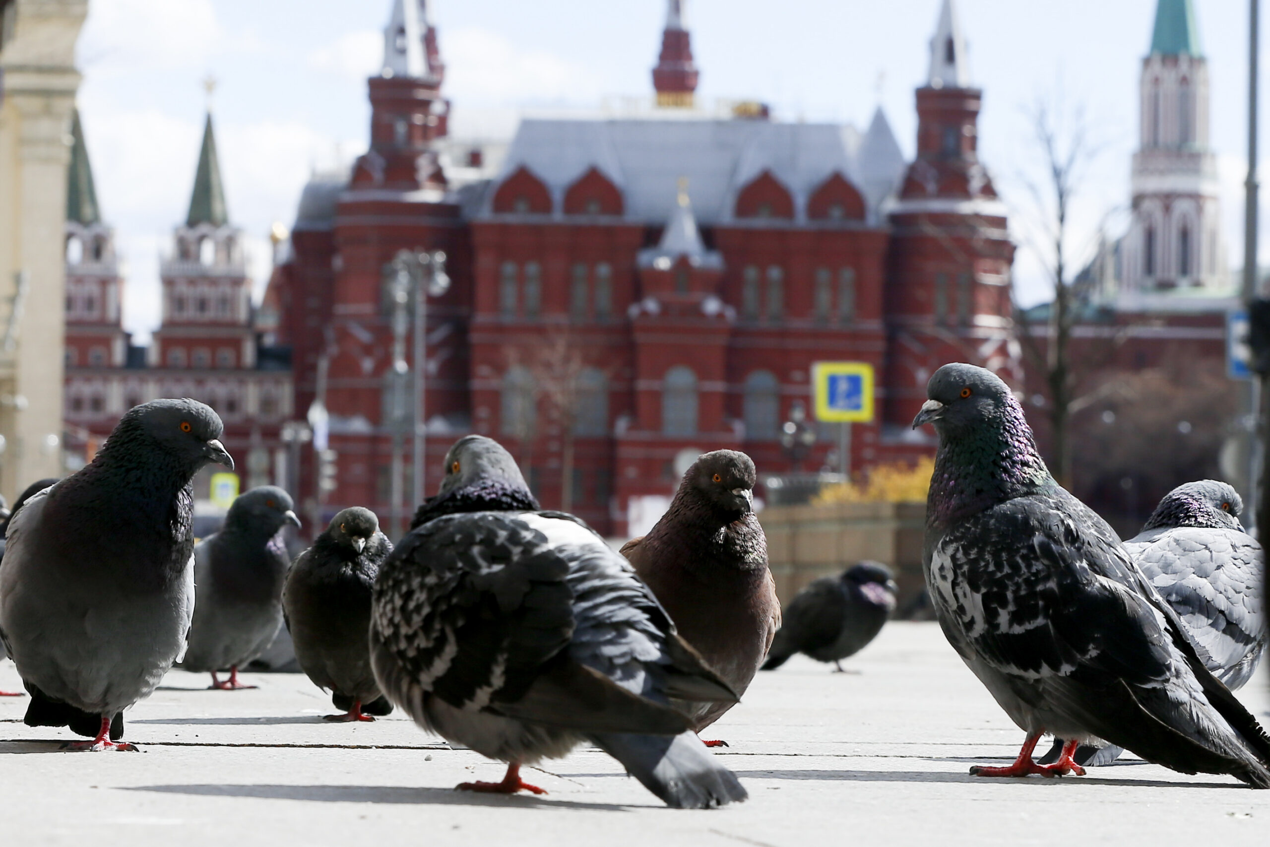 Putin’s Pigeons - The American Conservative