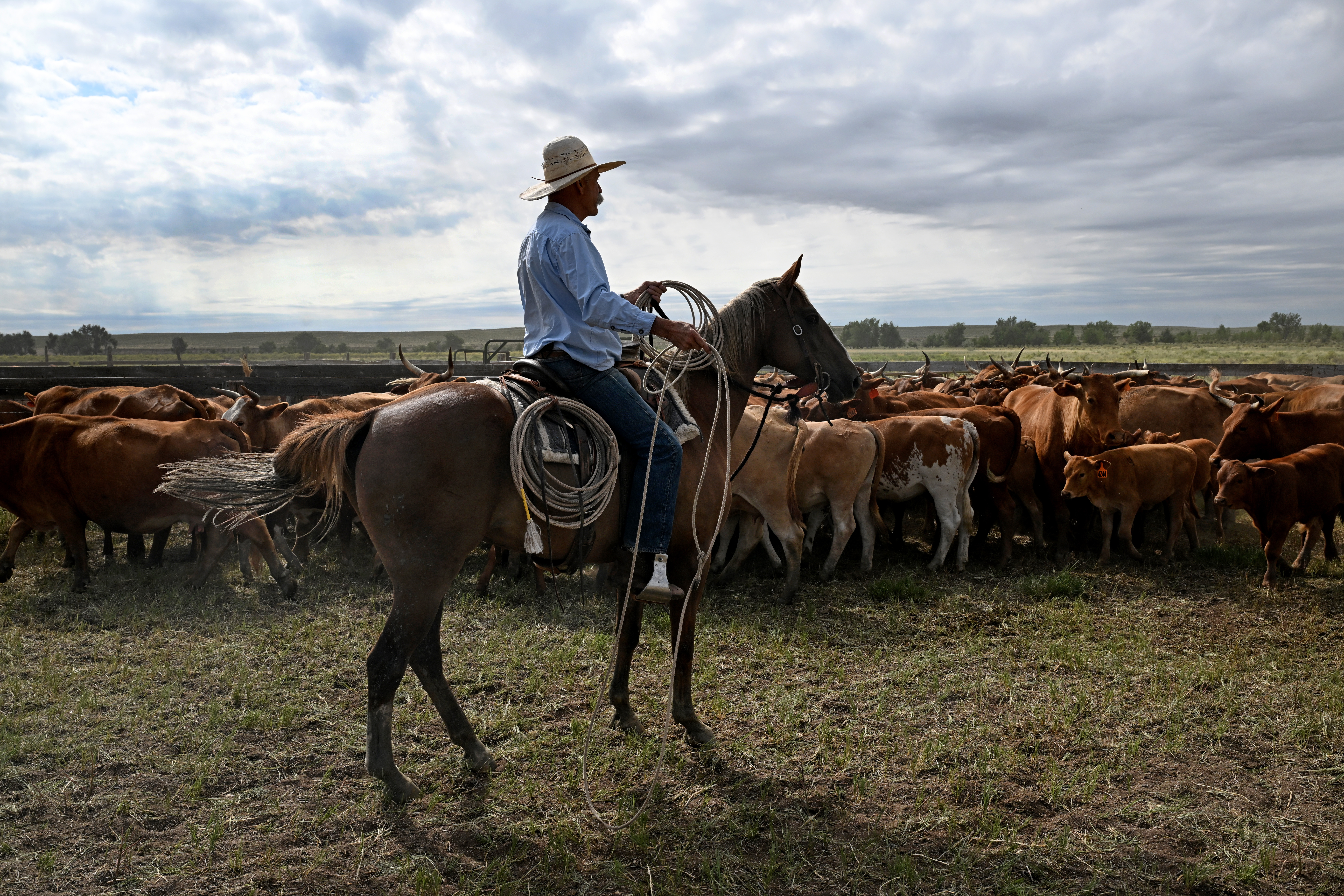 The Republican Playbook for Saving the American Rancher - The American ...